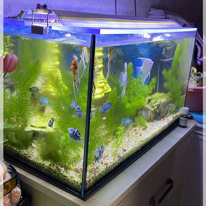 Аквариум 100 литров