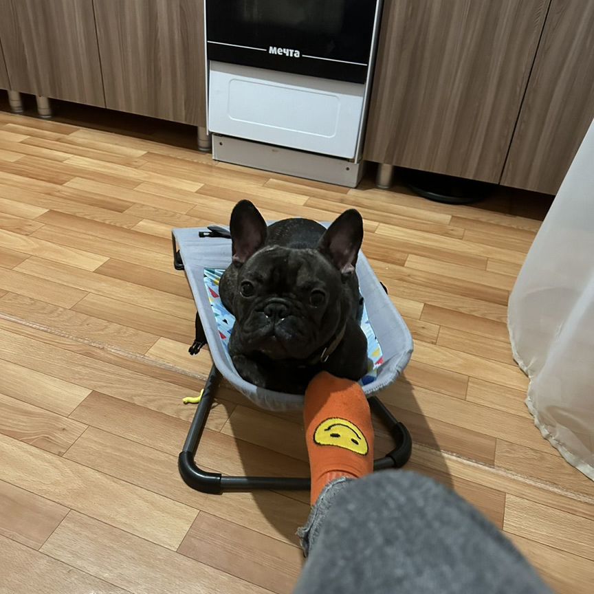 Качалка для французского бульдога