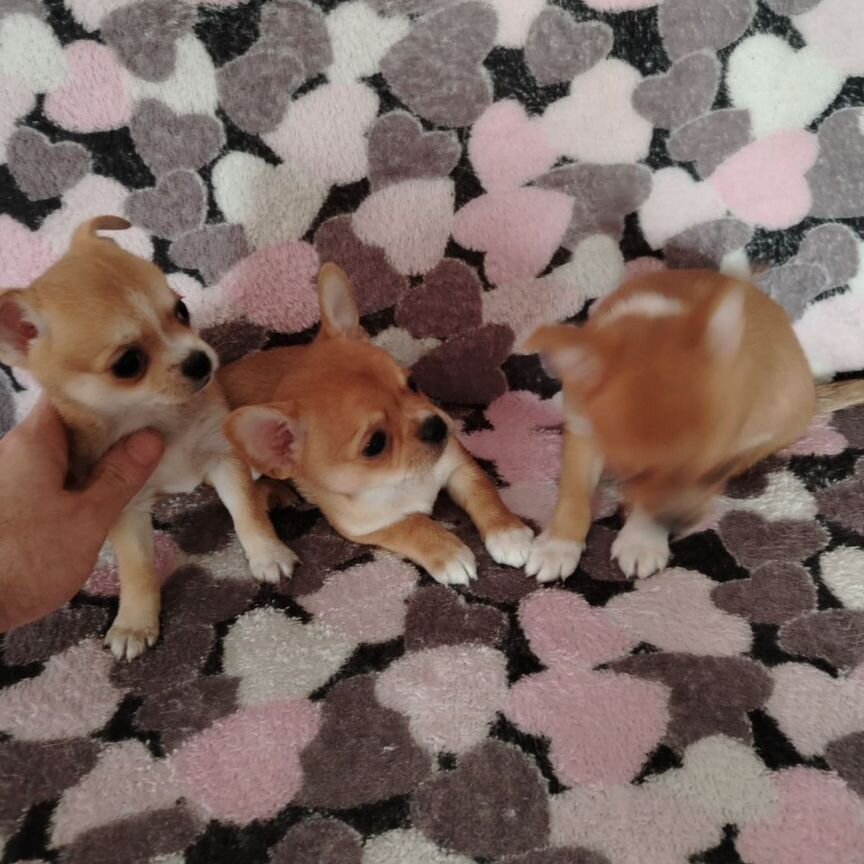 Чихуахуа, щенок