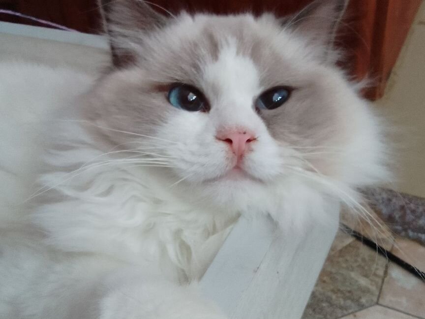 Регдолл кот