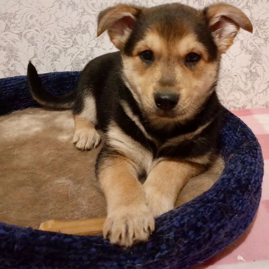 Щенки бесплатно