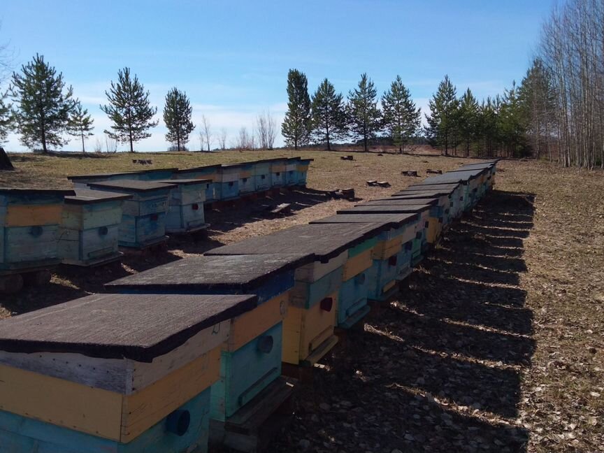 Улья деревянные