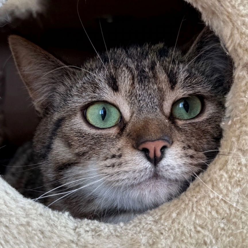 Котенок с улицы