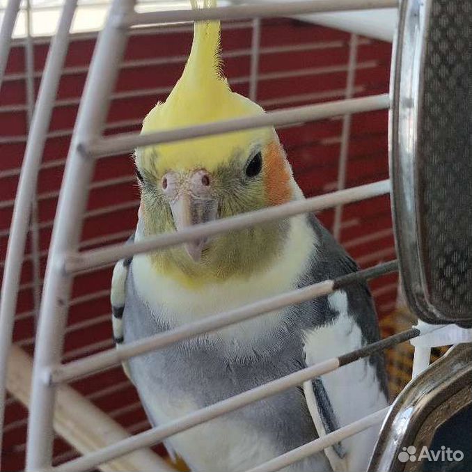 Говорящий попугай корелла