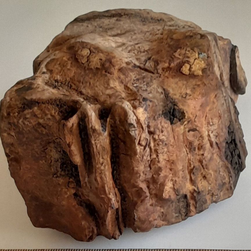 Окаменелое дерево