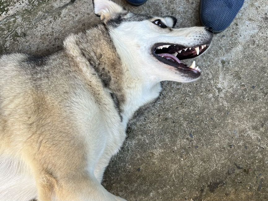 Собака хаски, молодая, стерилизована