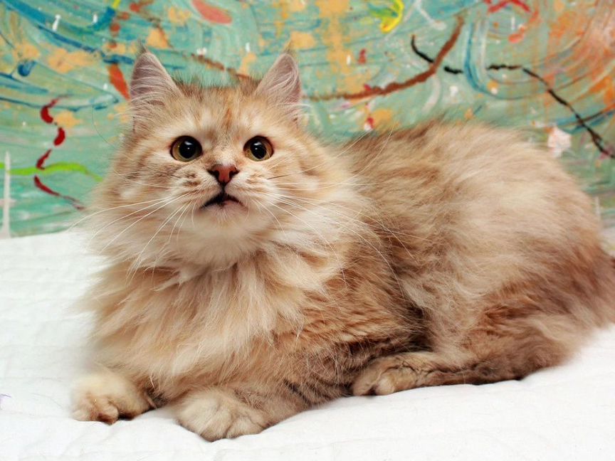 Кошка матрёшка
