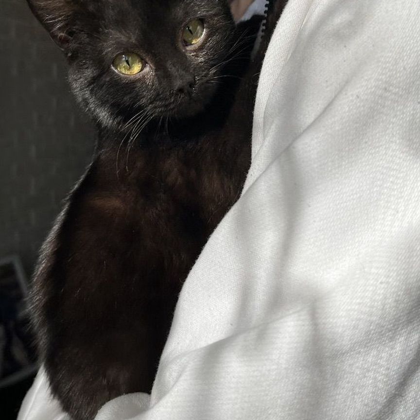 Котенок (кошечка)