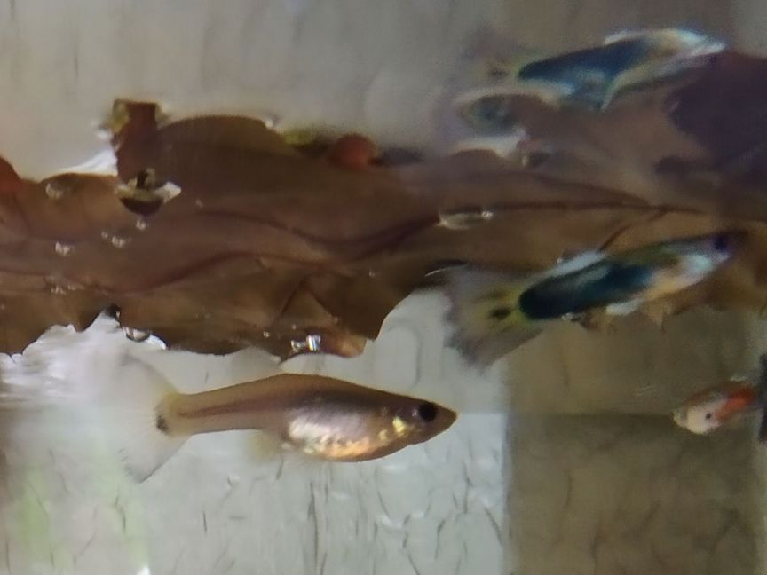 Аквариумные рыбки гуппи