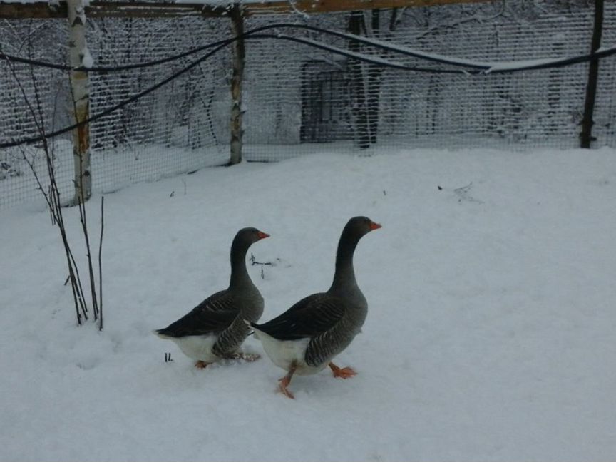 Гуси крупные серые