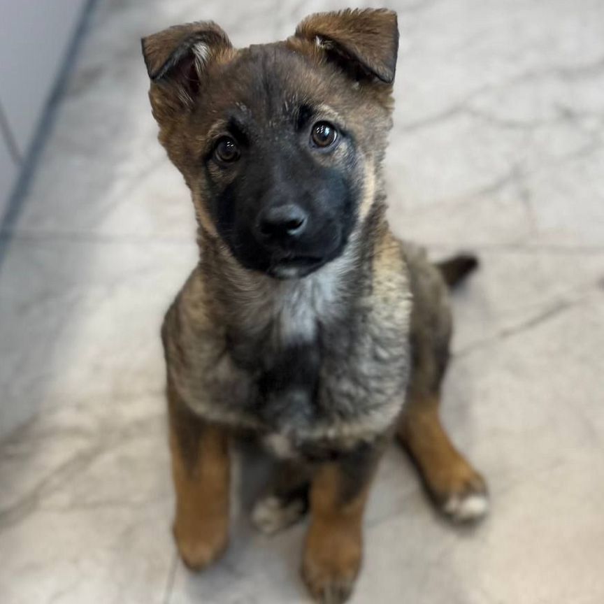 Щенок в добрые руки