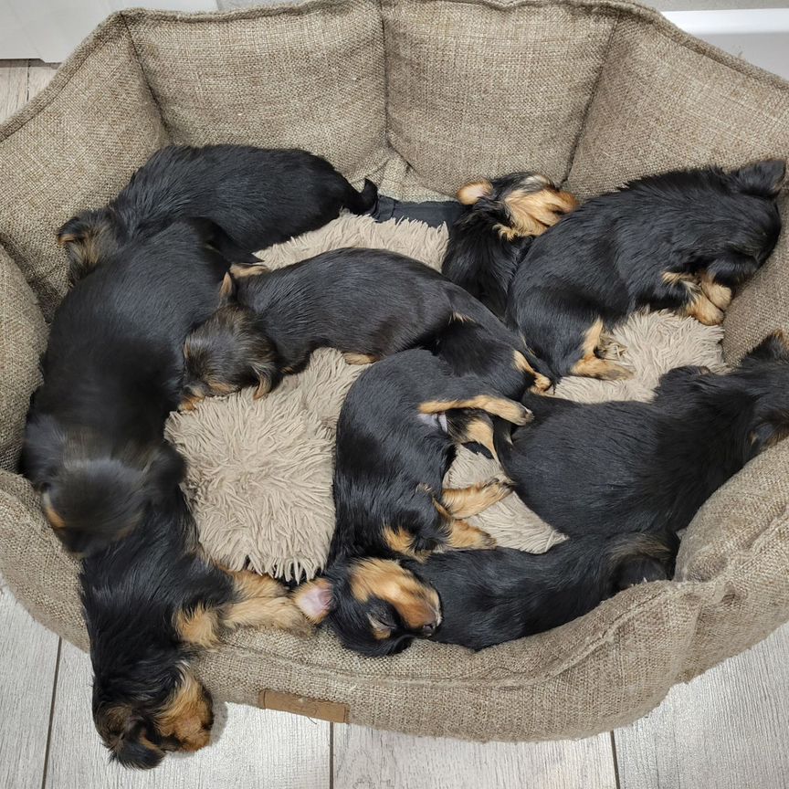 Йоркширский терьер щенки