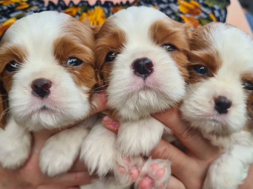 Кавалер кинг чарльз спаниель