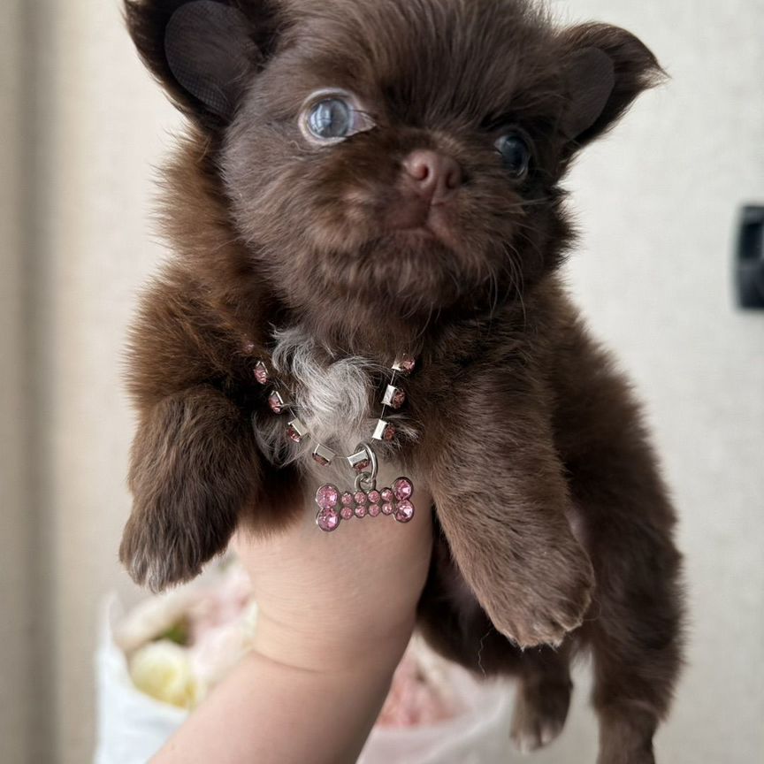 Волшебная шоколадная будочка