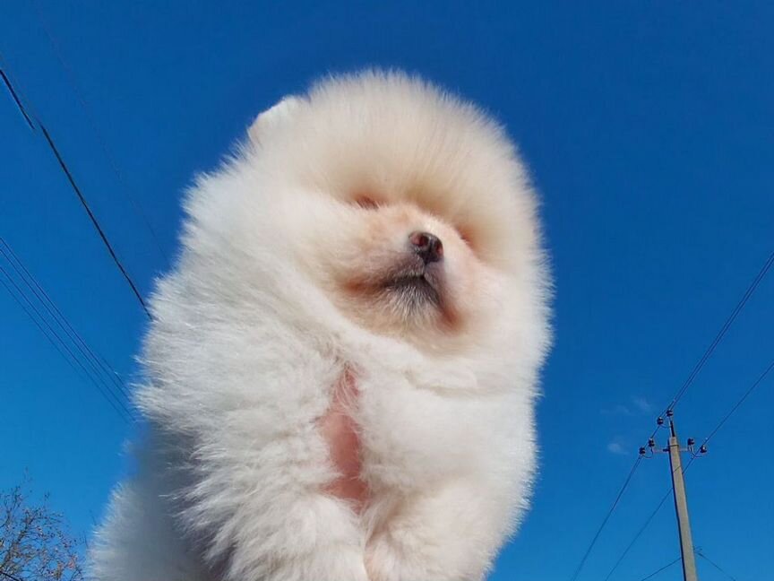 Собака в добрые руки шпиц