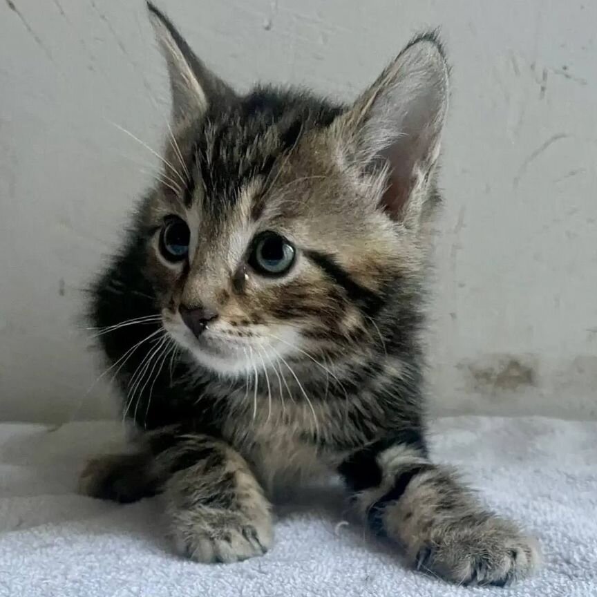 Котёнок в добрые руки