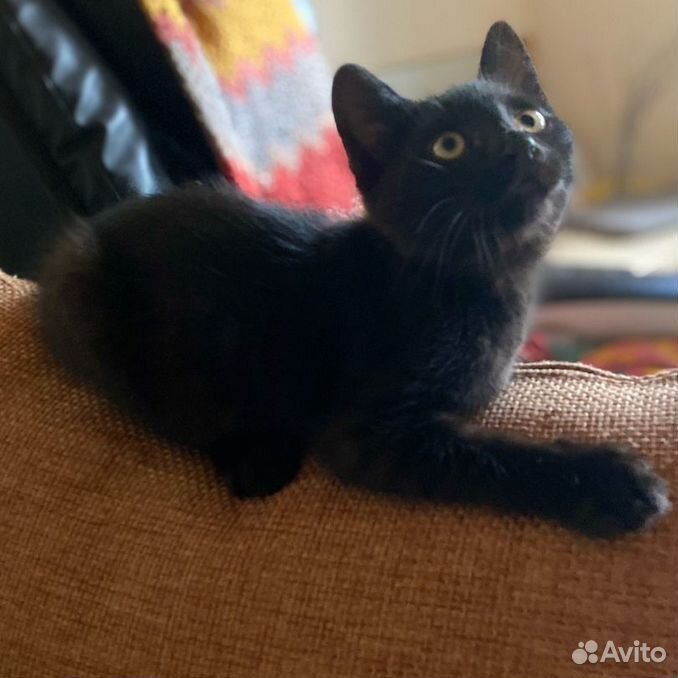 Бомбейский котёнок (метис), 2,7 месяца.Девочка
