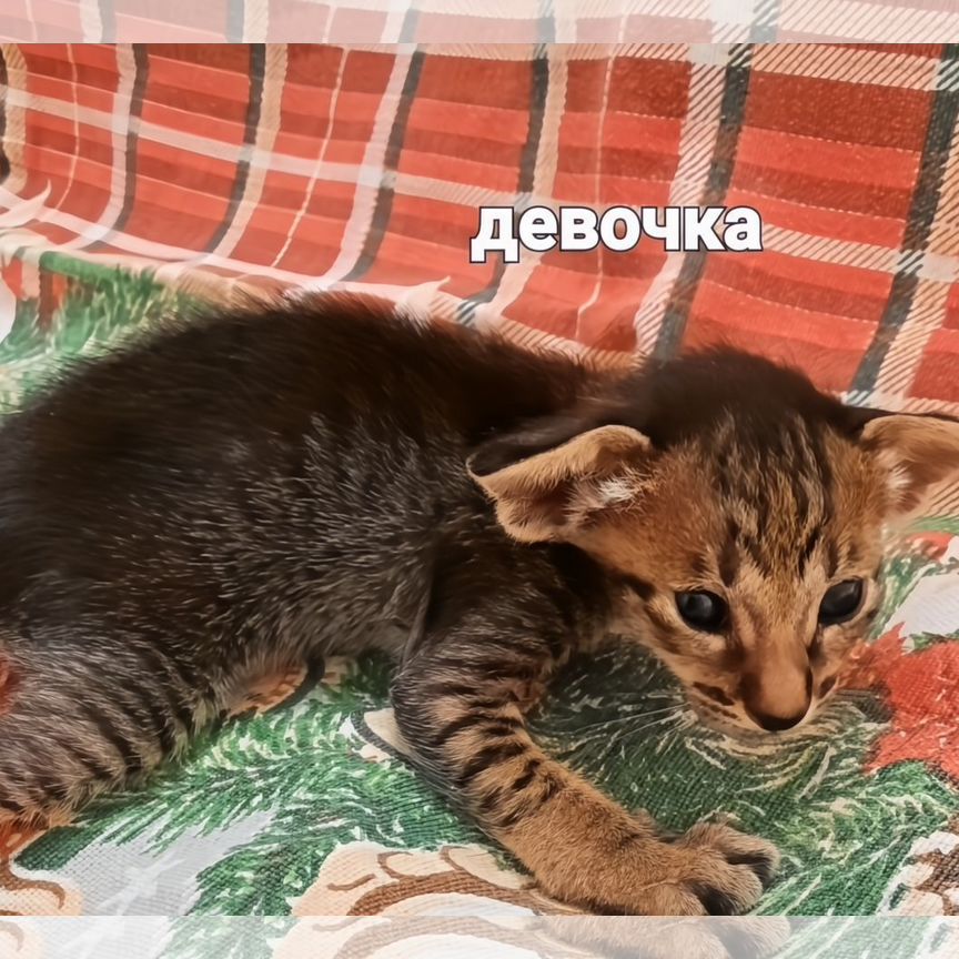 Ориентальный котёнок