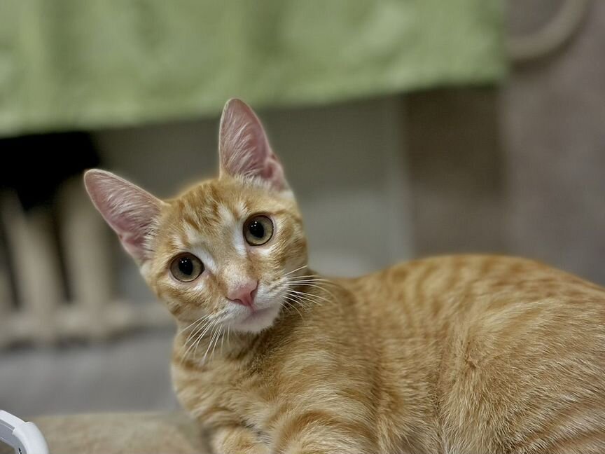 Анатолийская кошка