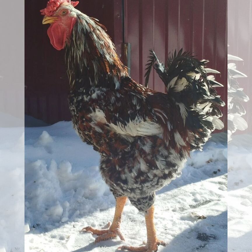 Петухи ливенские ситцевые