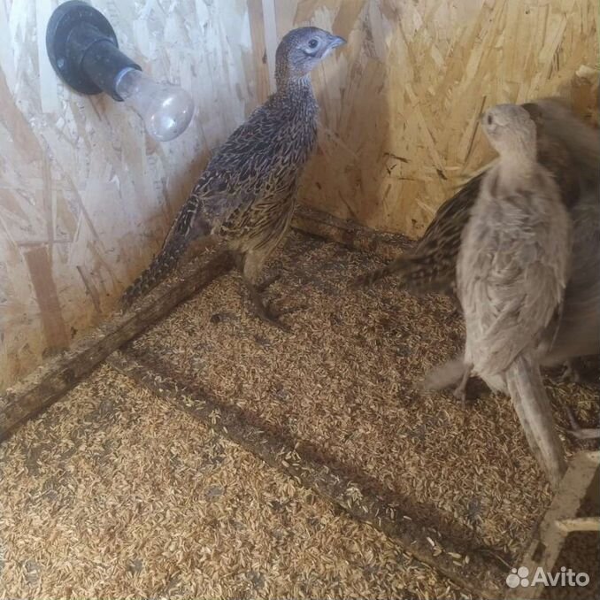 Фазанята румынские (ушастые и серебро)