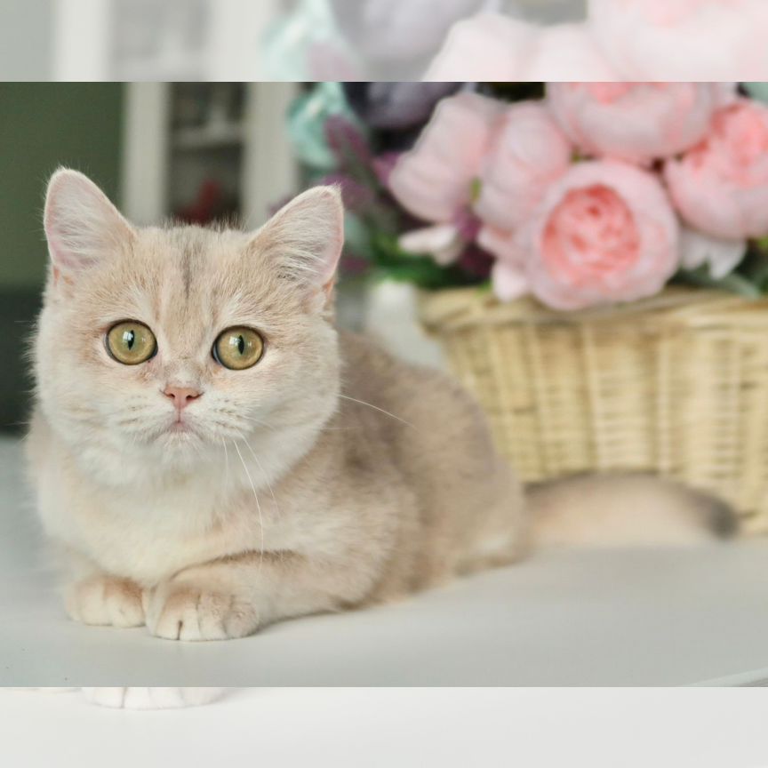Британский короткошёрстный котёнок