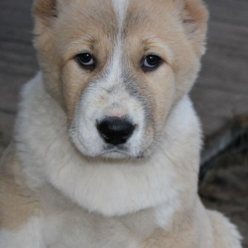 Щенки Алабая (среднеазиатской овчарки)