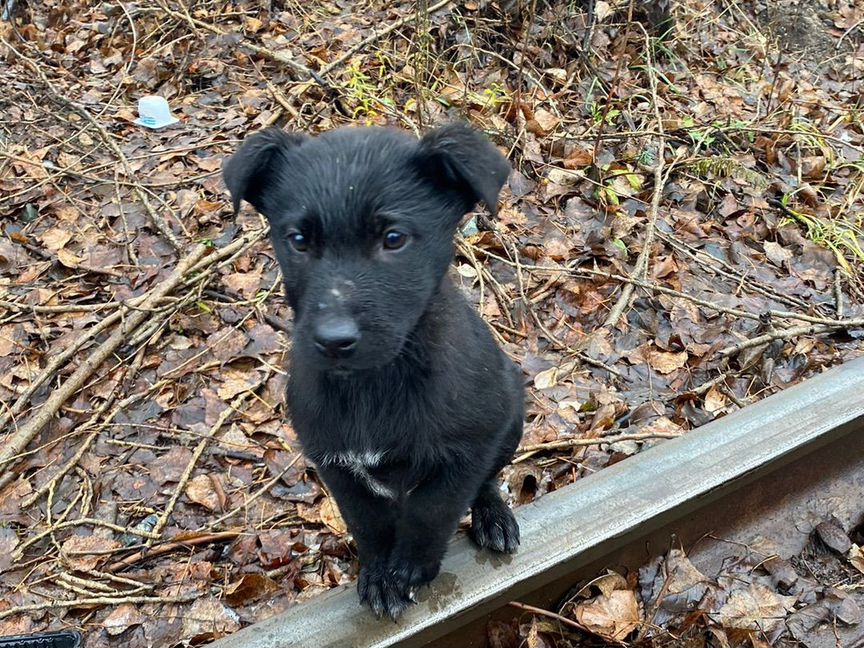 Щенок в добрые руки бесплатно