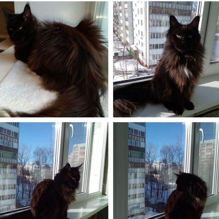 Кошка породы мейн-кун в добрые руки