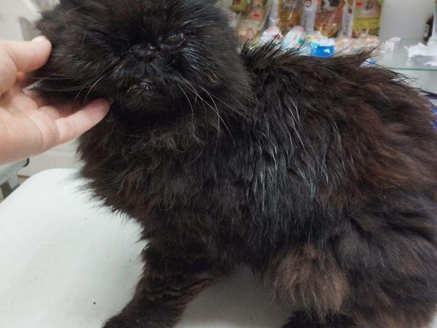 Персидский кот