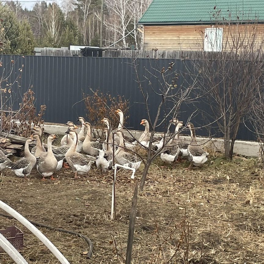 Гусь на колку