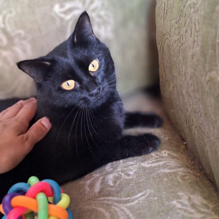 Коты в добрые руки