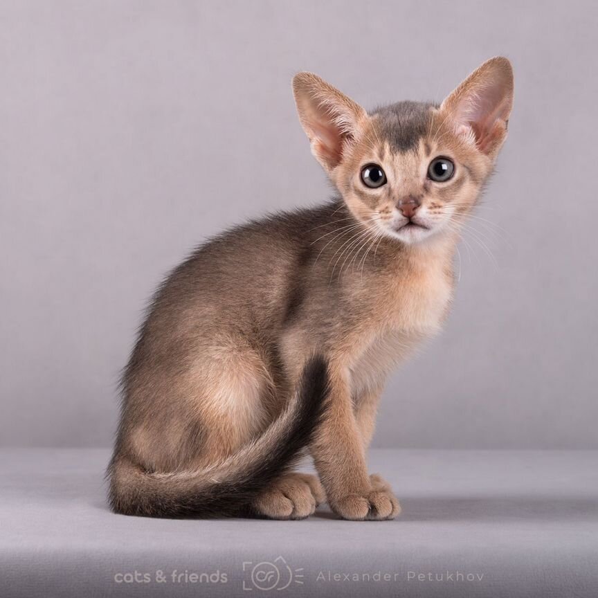 Абиссинский голубой котик