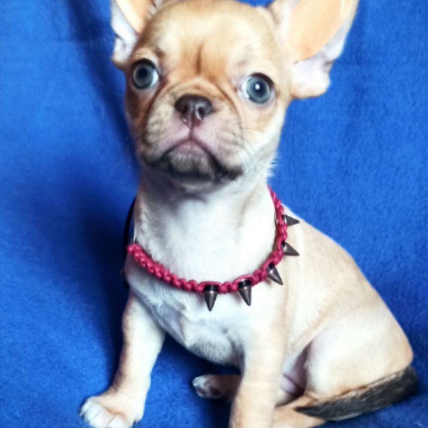 Красивая девочка чихуахуа