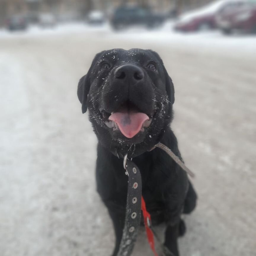 Лабрадор в самые лучшие руки