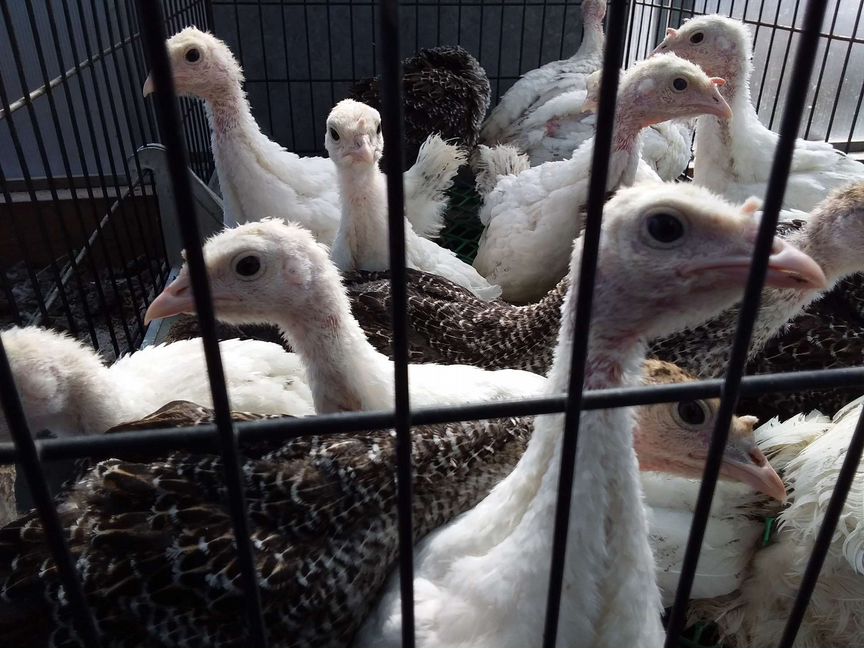 Индюшата домашние