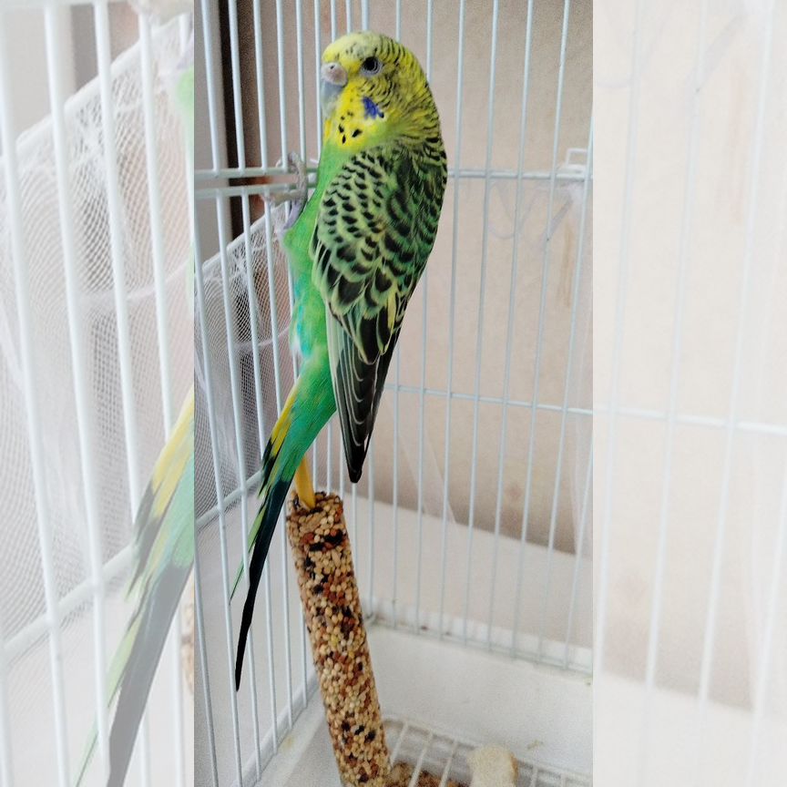 Волнистый попугай самка