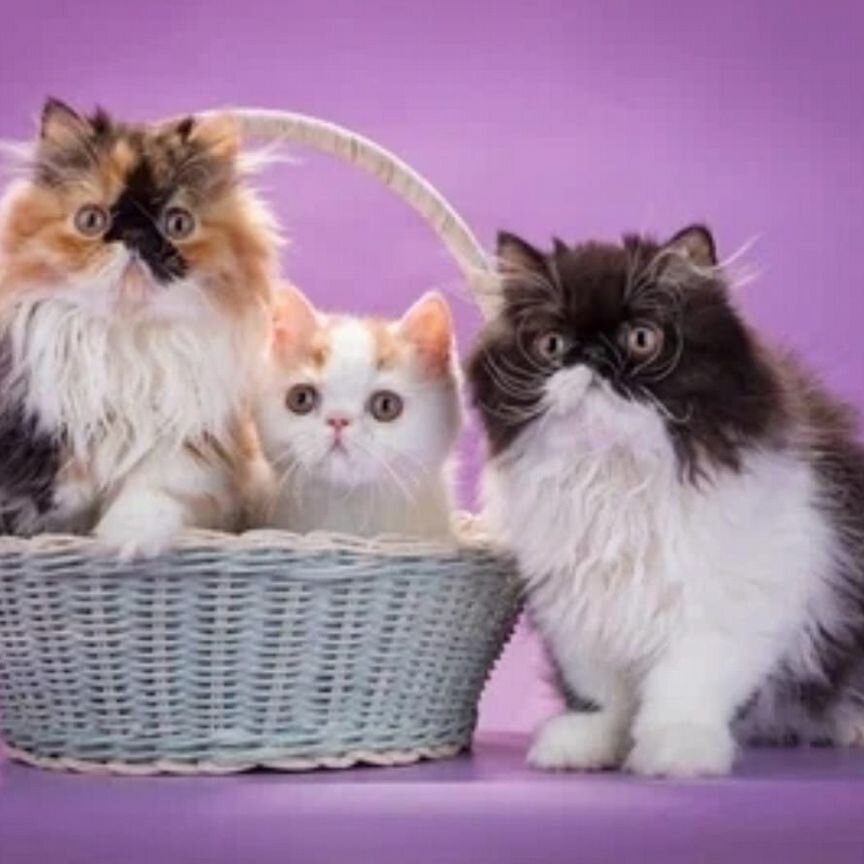 Продажа породистых котят
