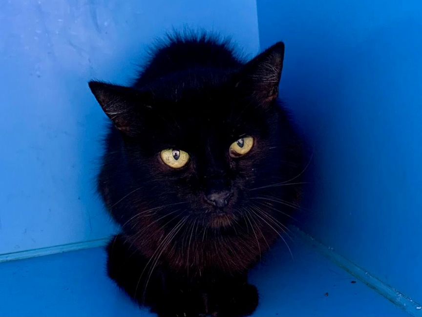 Кошка Боня. Завтра на улицу