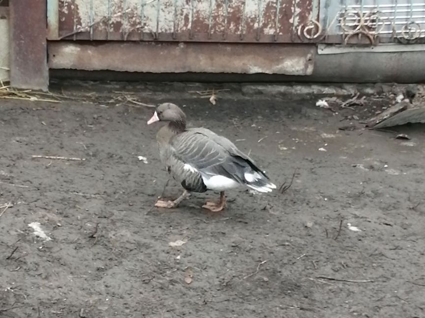 Дикий гусь