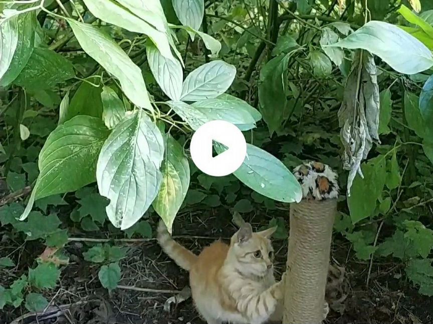 Маленький рыжий котик