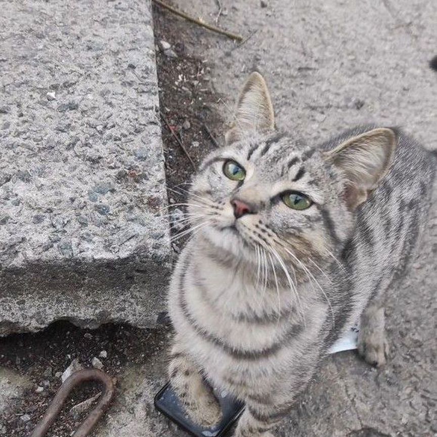 Тигровый малыш