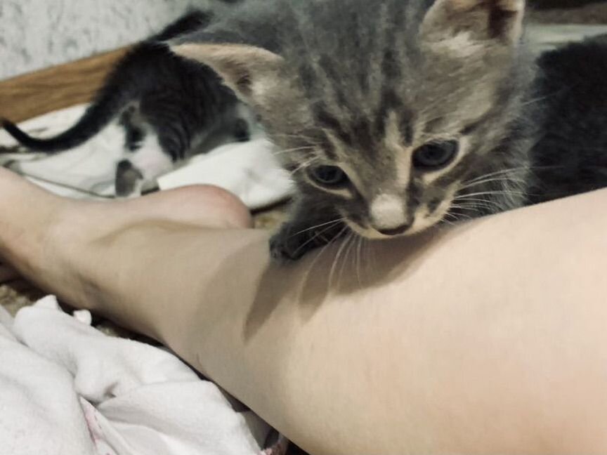 Котята в добрые руки
