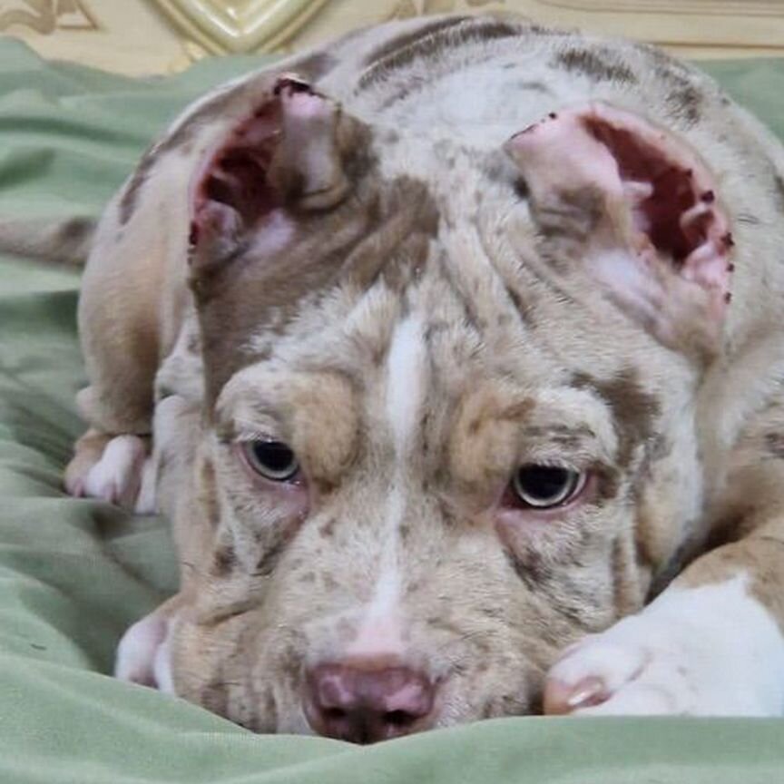 Продам собаку американского буля