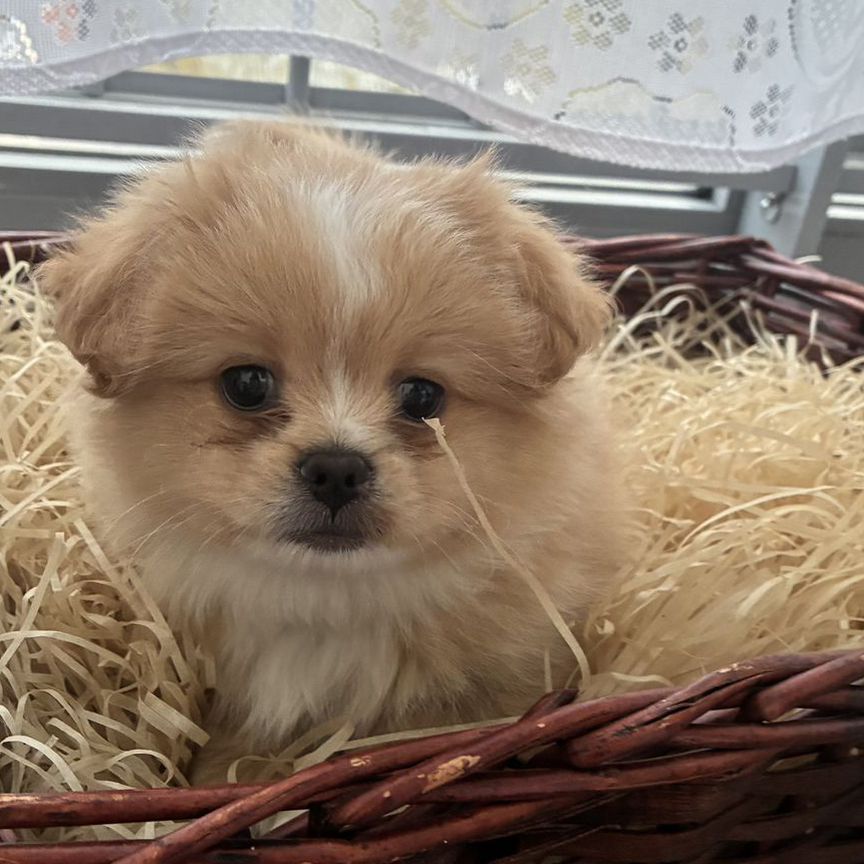 Щенок от частного владельца