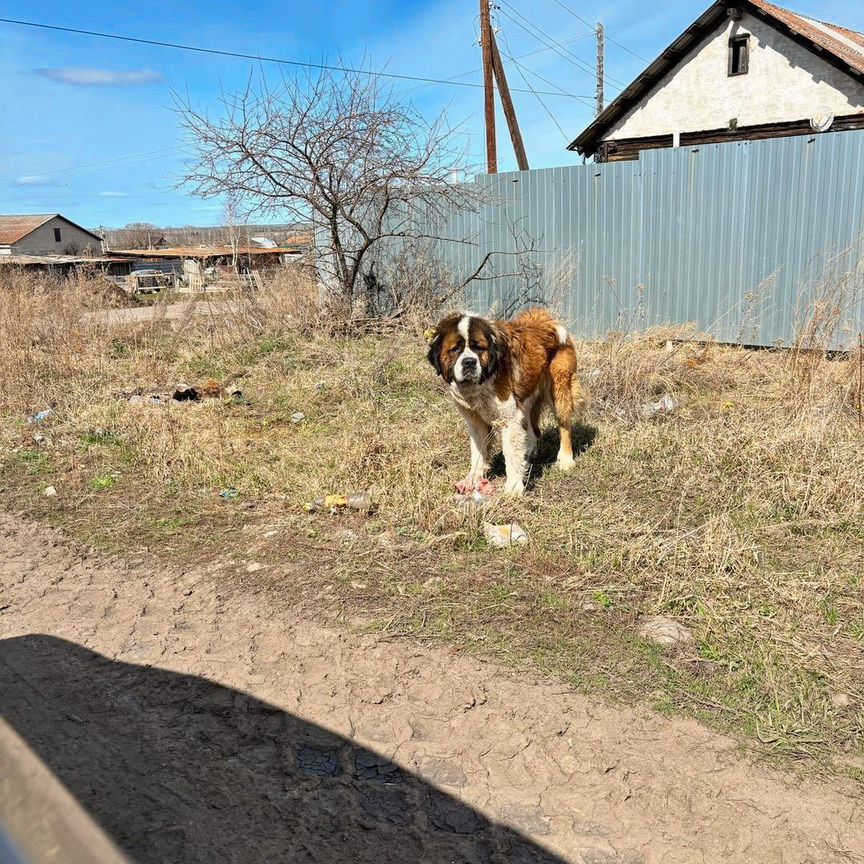 Собака сербернар в опасности
