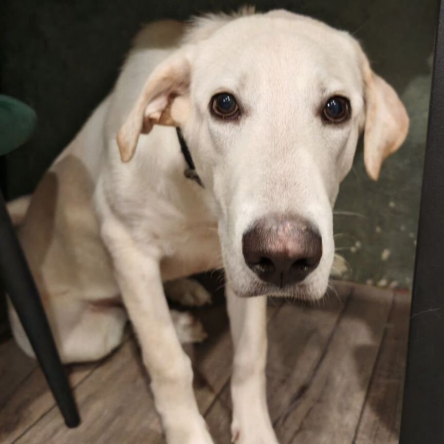 Лабрадор-ретривер, щенок