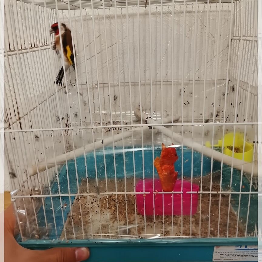 Птица щегол