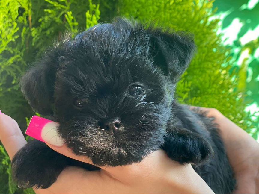 Аффенпинчер