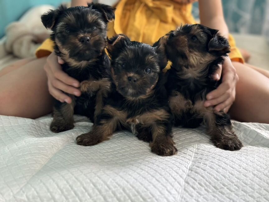 Йоркширский терьер щенки